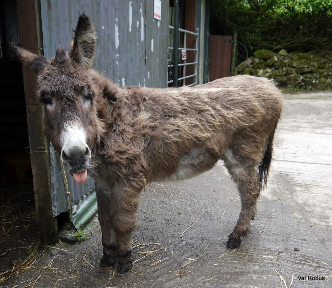 The Donkey Sanctuary – Magnumlady Blog