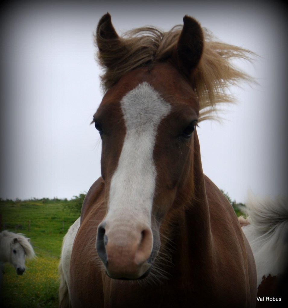The Donkey Sanctuary