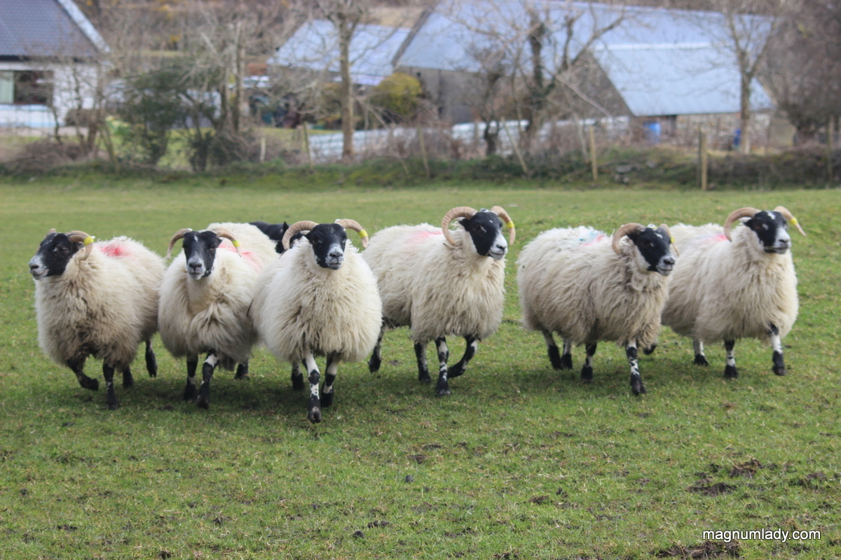 Atlantic Sheepdogs – a Sligo Gem