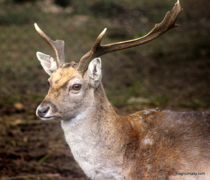 Happy 2019 – Magnumlady Blog