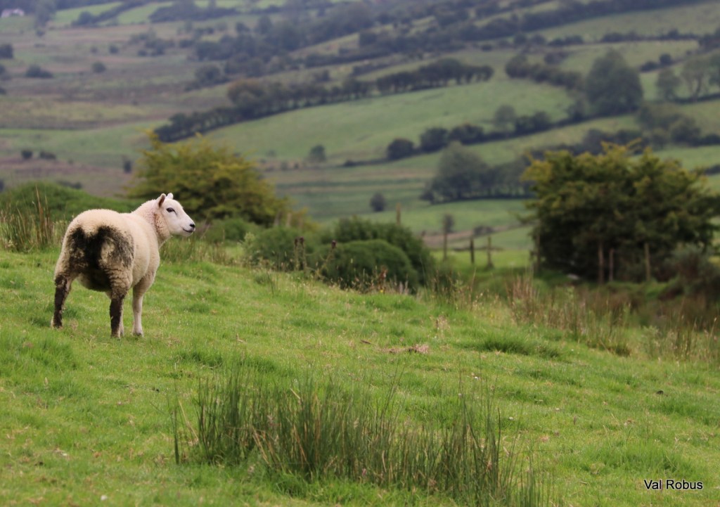 The Knocknashee Walk – Magnumlady Blog