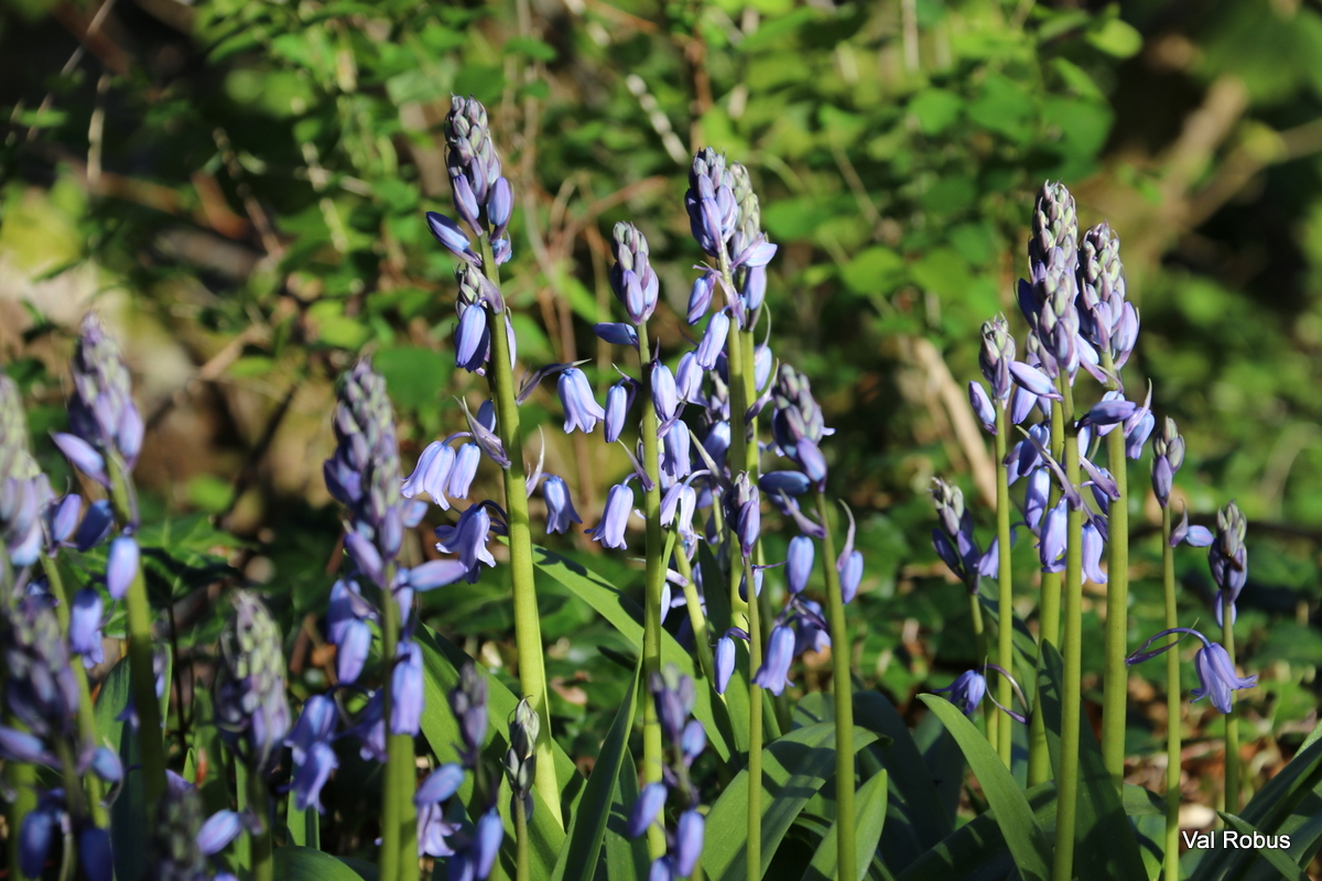 Bluebell Season
