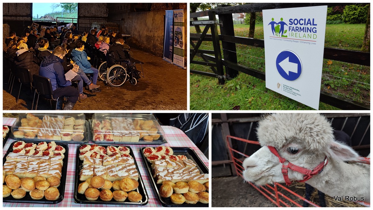 Social Farming in Sligo – Quarryfield Farm – Magnumlady Blog